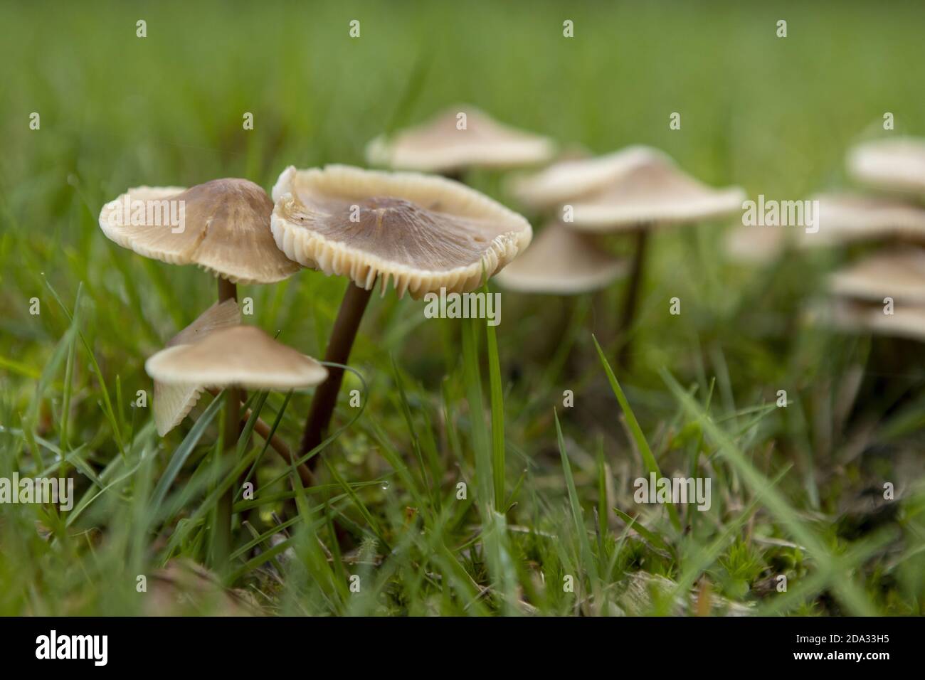 Green grass with a group of small mushrooms Stock Photo - Alamy