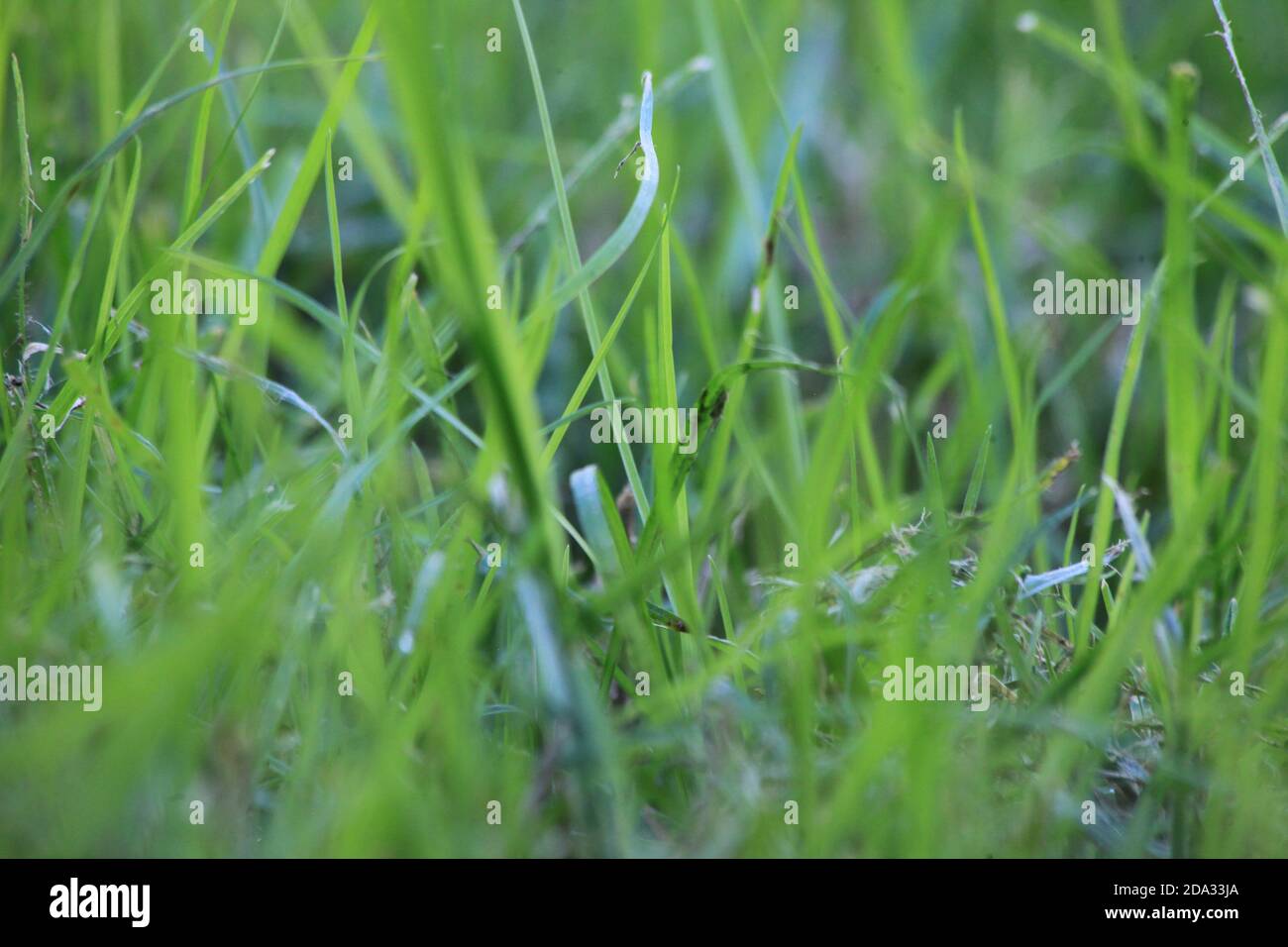Growing grass Plants, Greengrass, Selective focus, wet grass, micro ...