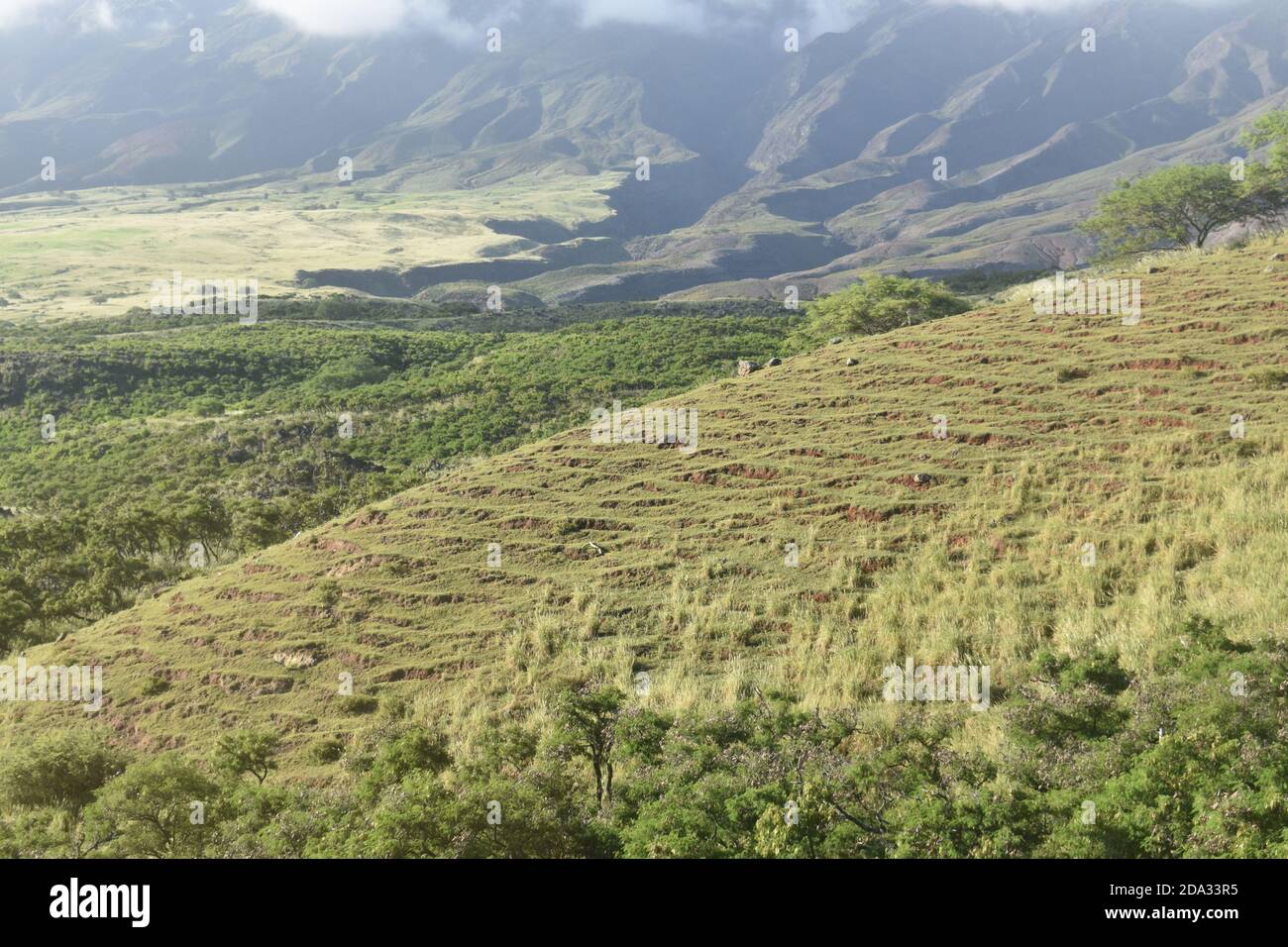 Green landscape ranch view with clouds patterns on the island of Maui ...