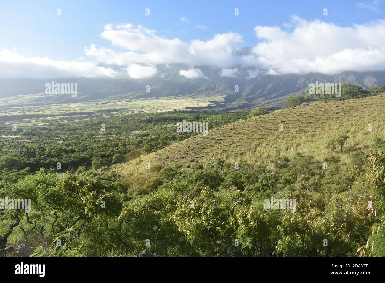 Green landscape ranch view with clouds patterns on the island of Maui ...