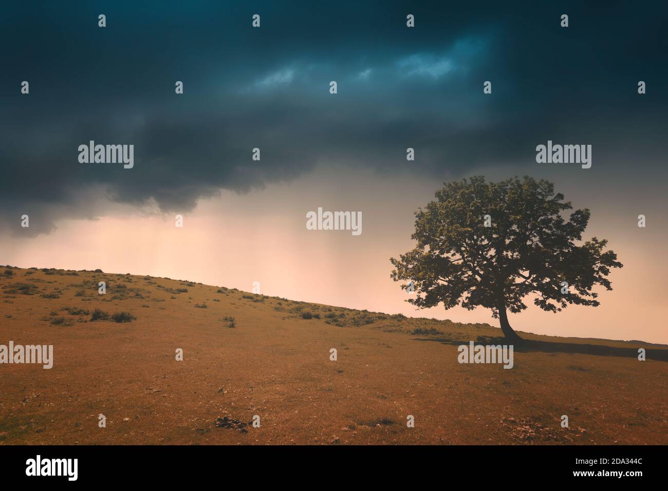 lonely tree against a dramatic sunset sky Stock Photo - Alamy