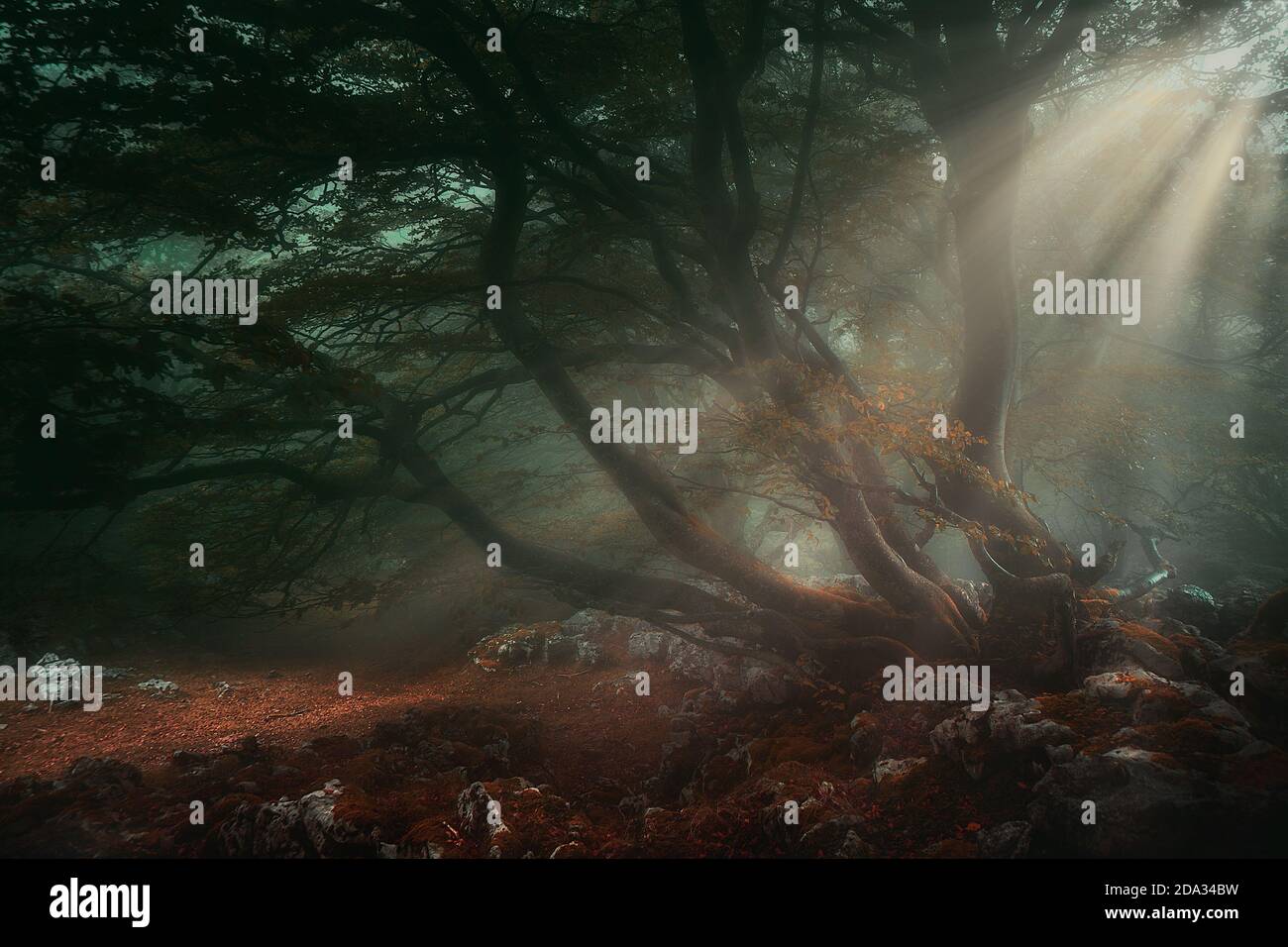 fantasy deep forest with sun rays Stock Photo - Alamy