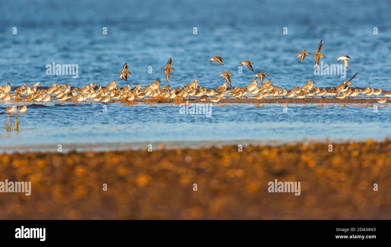 Dunlin (Calidris alpina) birds in flight Stock Photo - Alamy