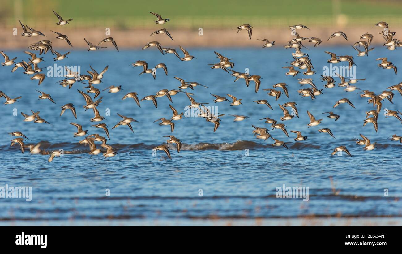 Dunlin (Calidris alpina) birds in flight Stock Photo - Alamy