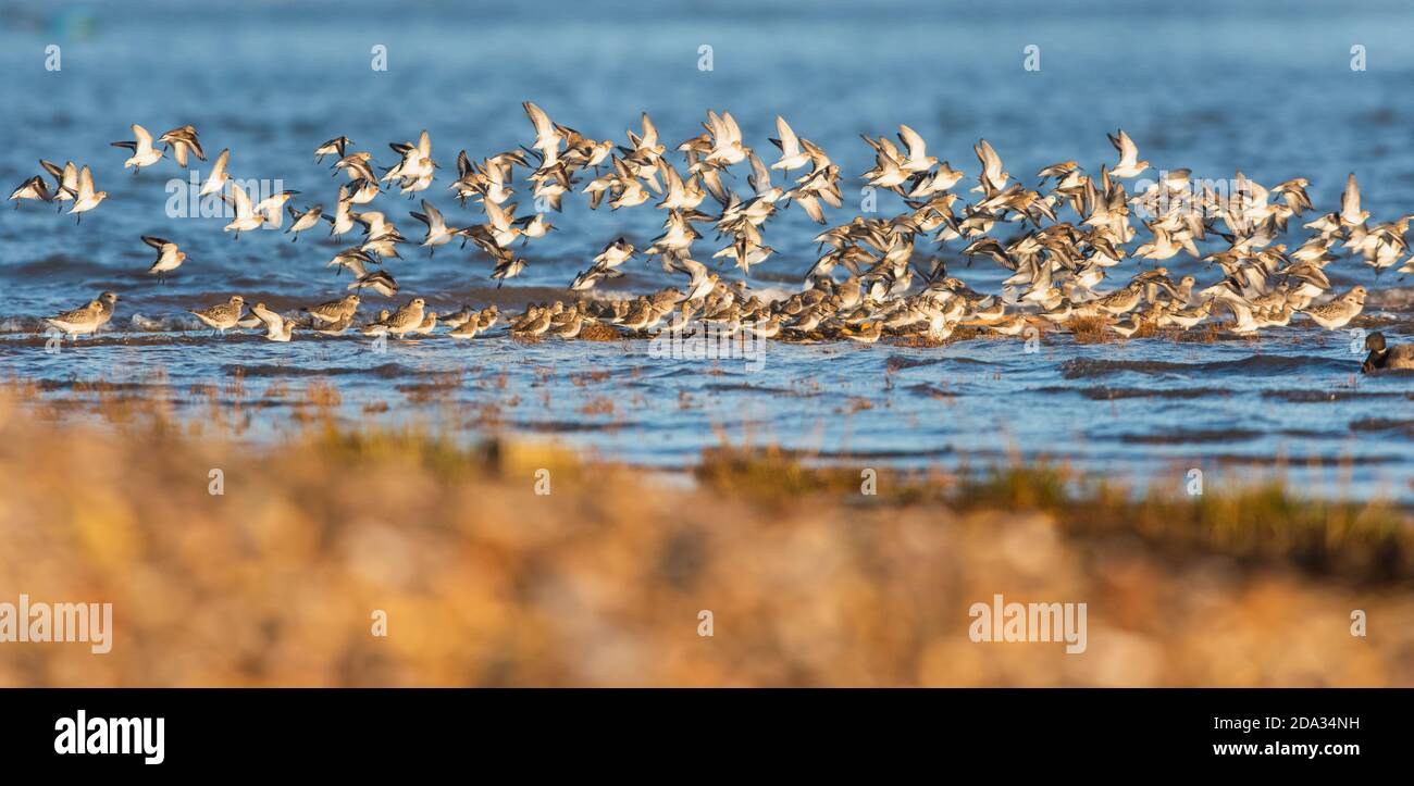 Dunlin (Calidris alpina) birds in flight Stock Photo - Alamy