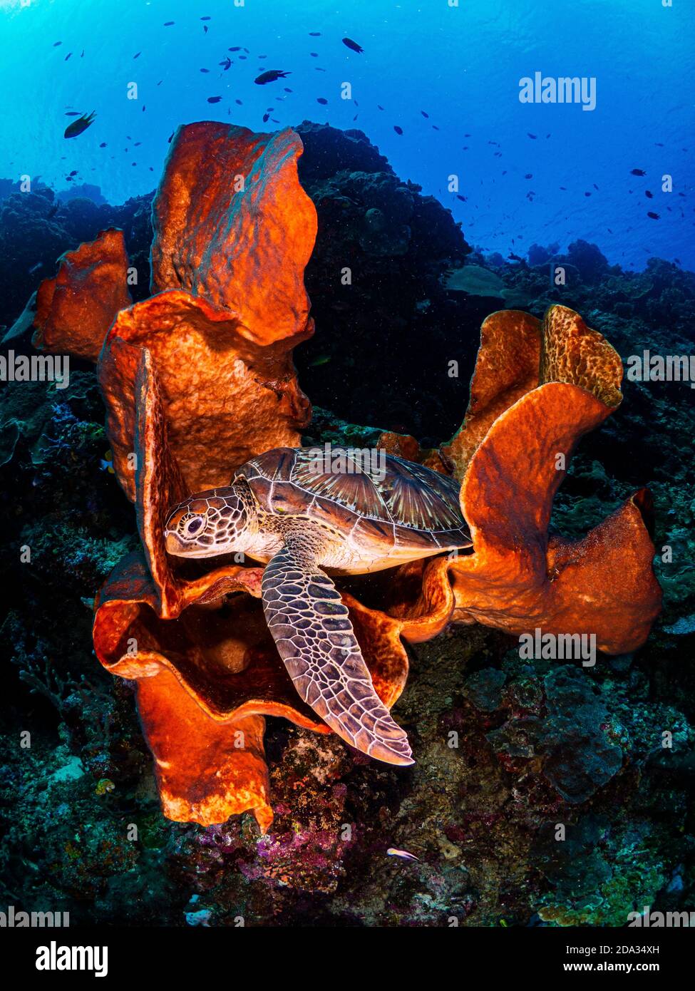 Relaxed turtle hi-res stock photography and images - Alamy