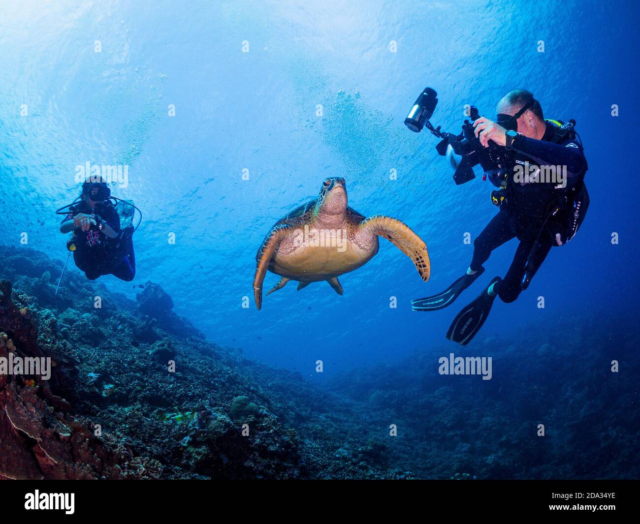 Scuba Diving with Green Sea Turtles in Bunaken National Park, Indonesia ...