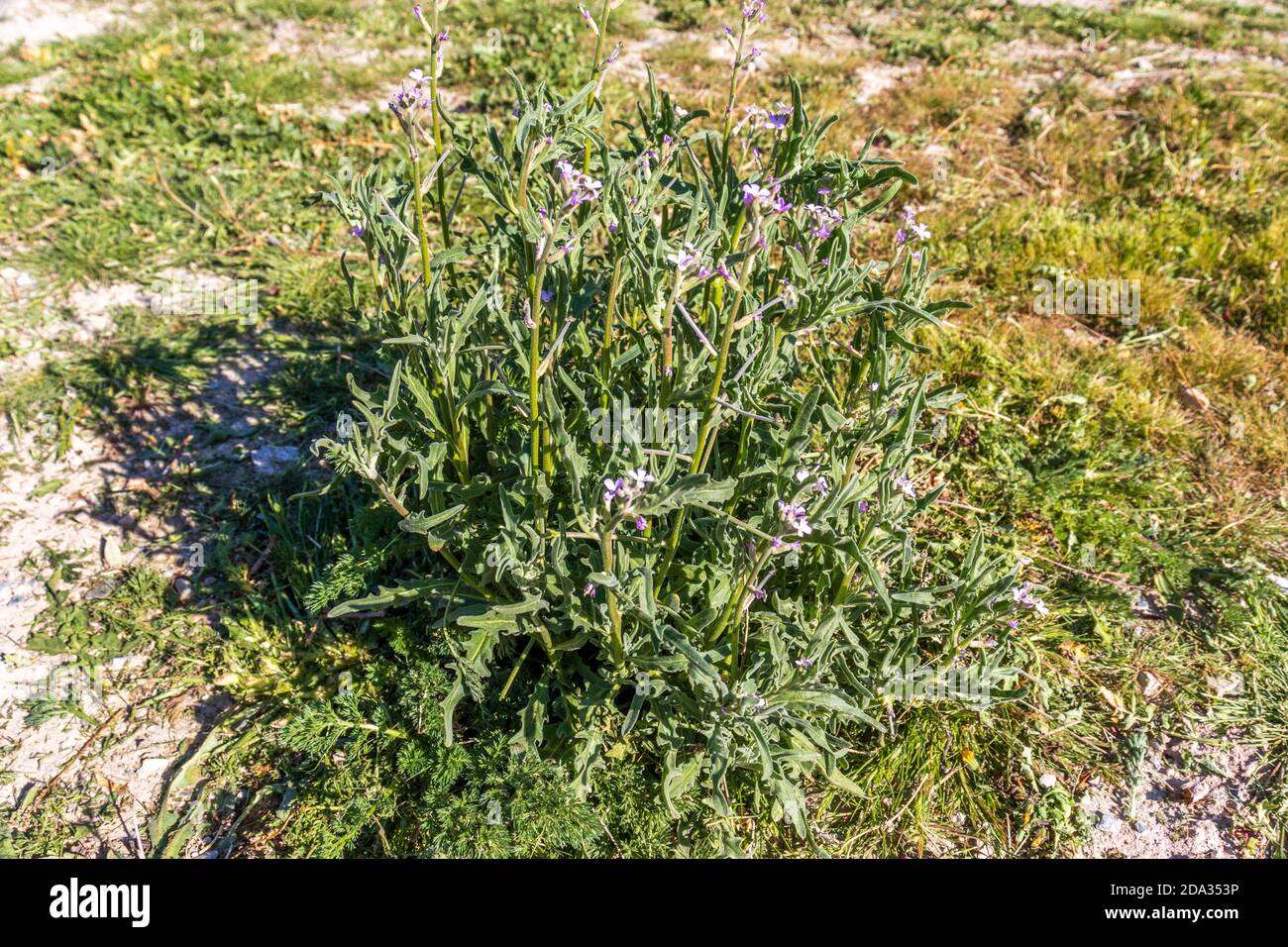 Matthiola parviflora hi-res stock photography and images - Alamy
