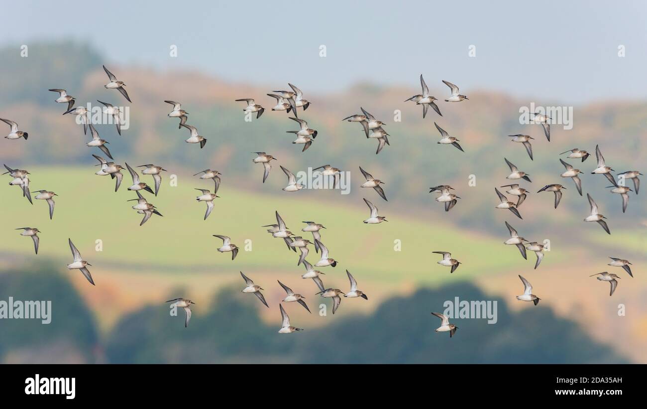 Dunlin (Calidris alpina) birds in flight Stock Photo - Alamy