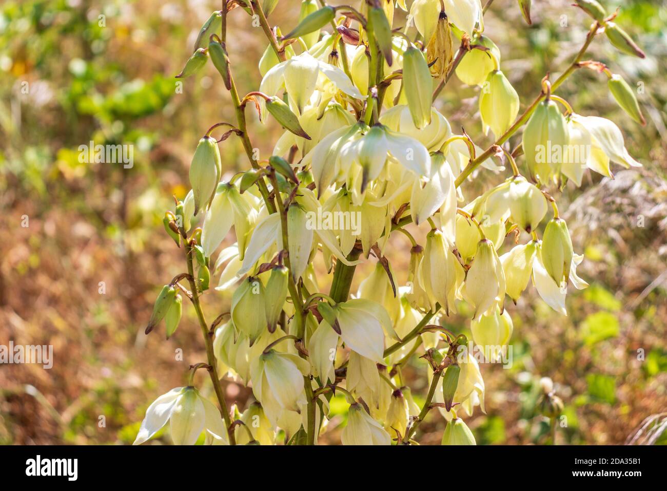Yucca gloriosa, Spanish dagger Plant in Flower Stock Photo - Alamy