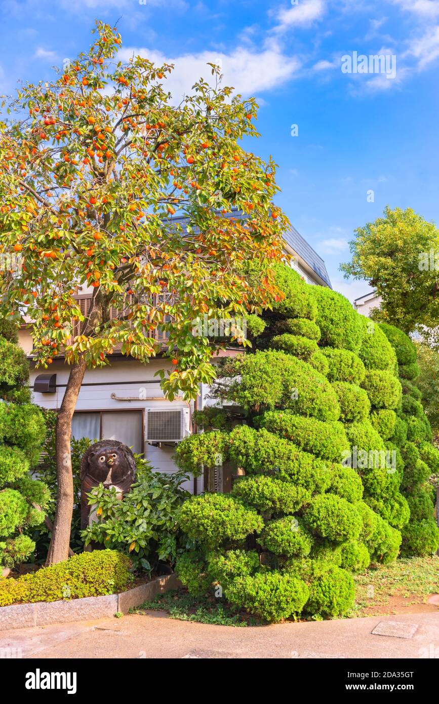 Niwaki hi-res stock photography and images - Alamy