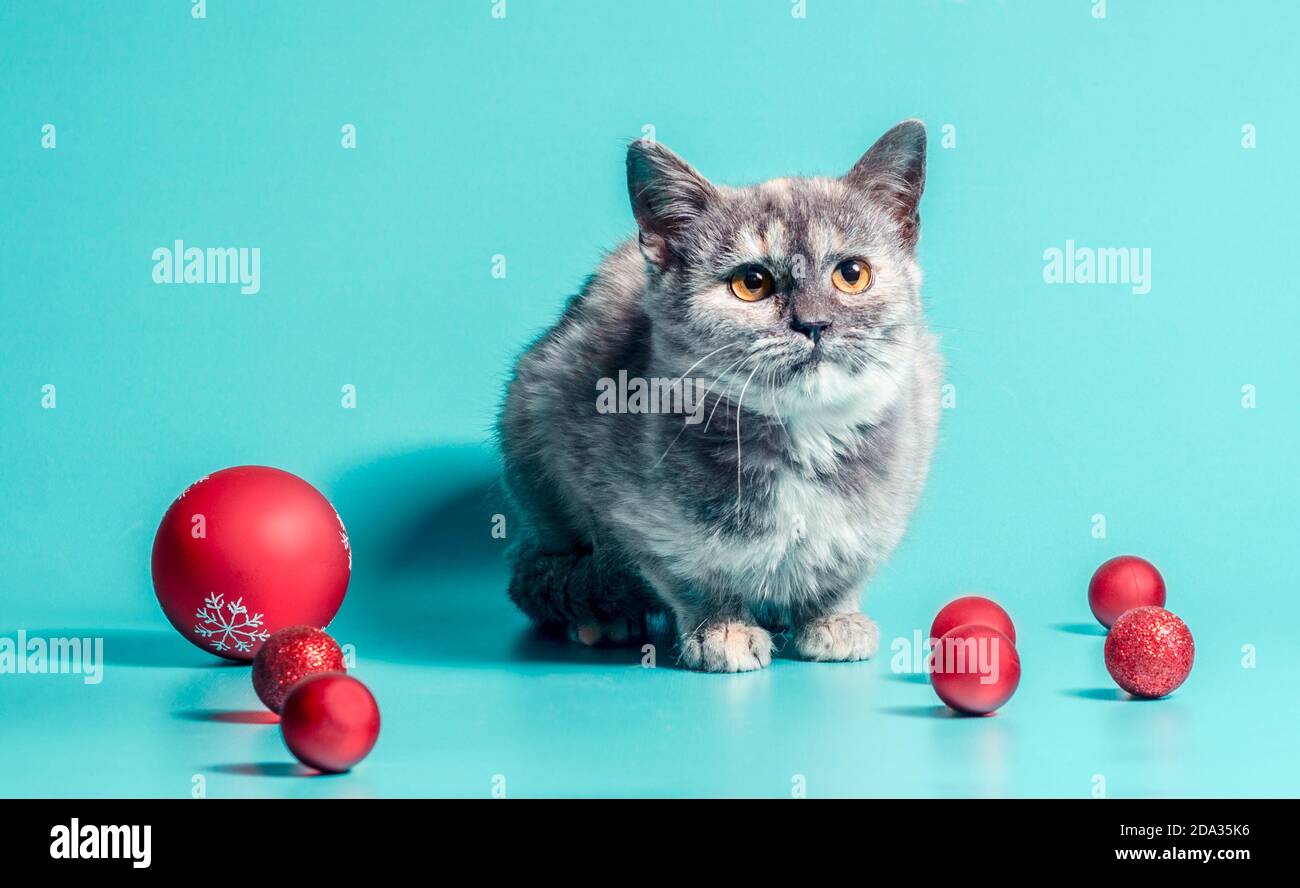 Disgruntled feline hi-res stock photography and images - Alamy