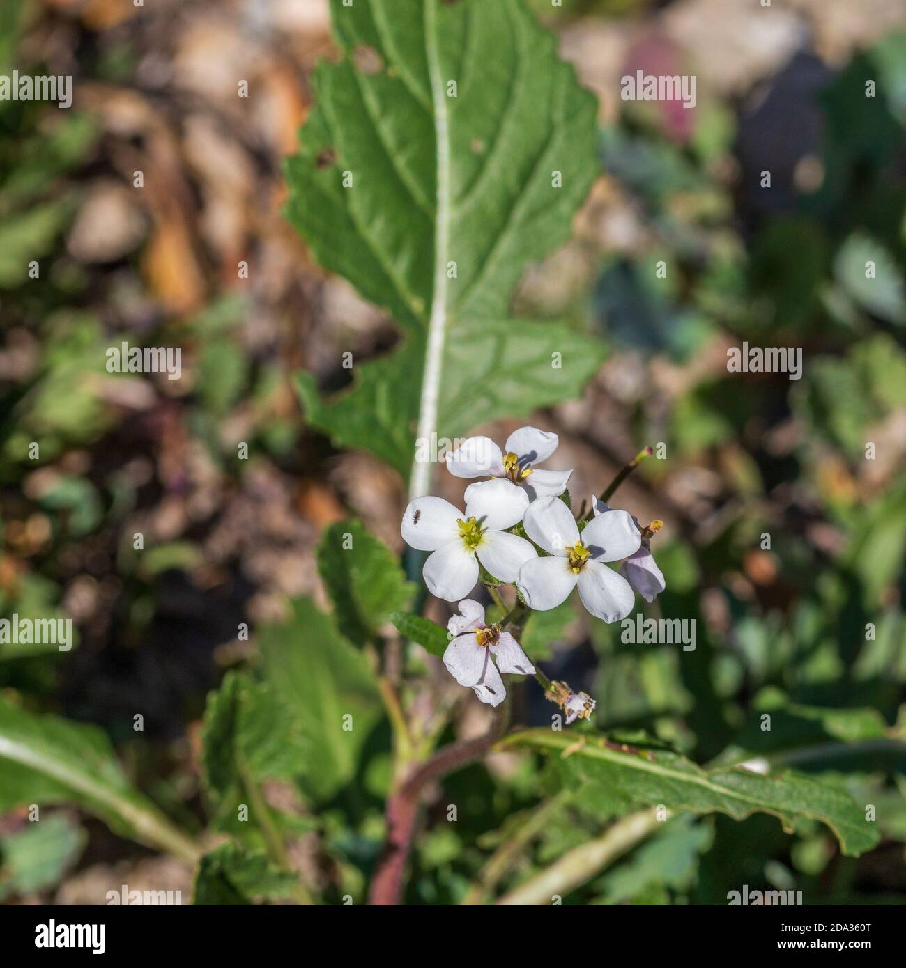 Diplotaxis erucoides, White Wall rocket Plant in Flower Stock Photo - Alamy