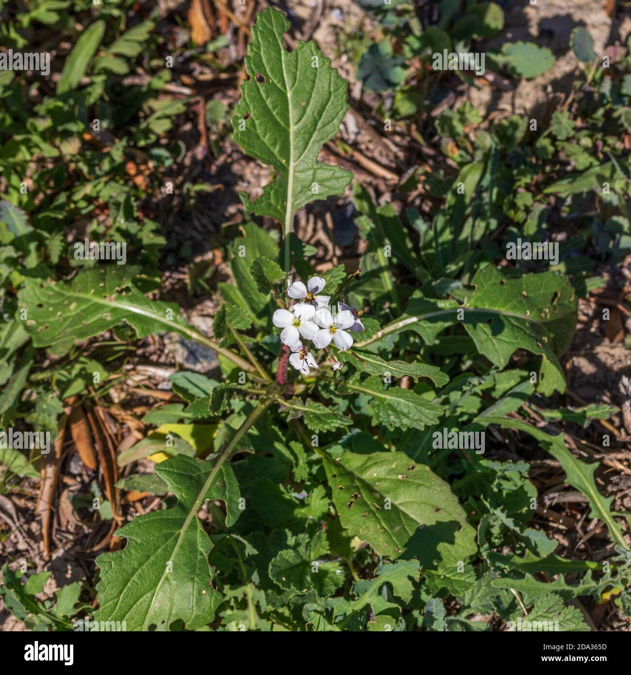 D erucoides hi-res stock photography and images - Alamy