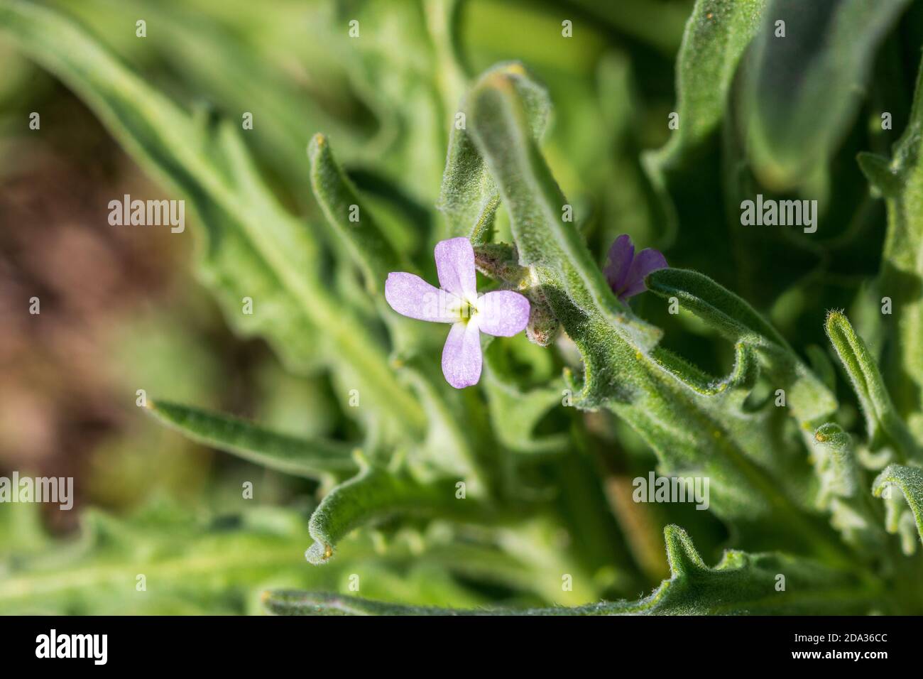 Matthiola parviflora, Light Blue Stock Flowers Stock Photo - Alamy