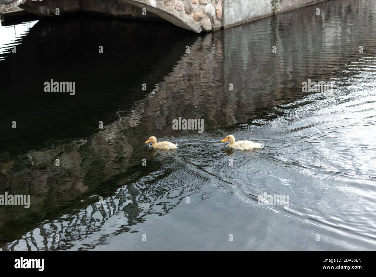 Ducklings Cute Swim Little Birds Hi Res Stock Photography And Images
