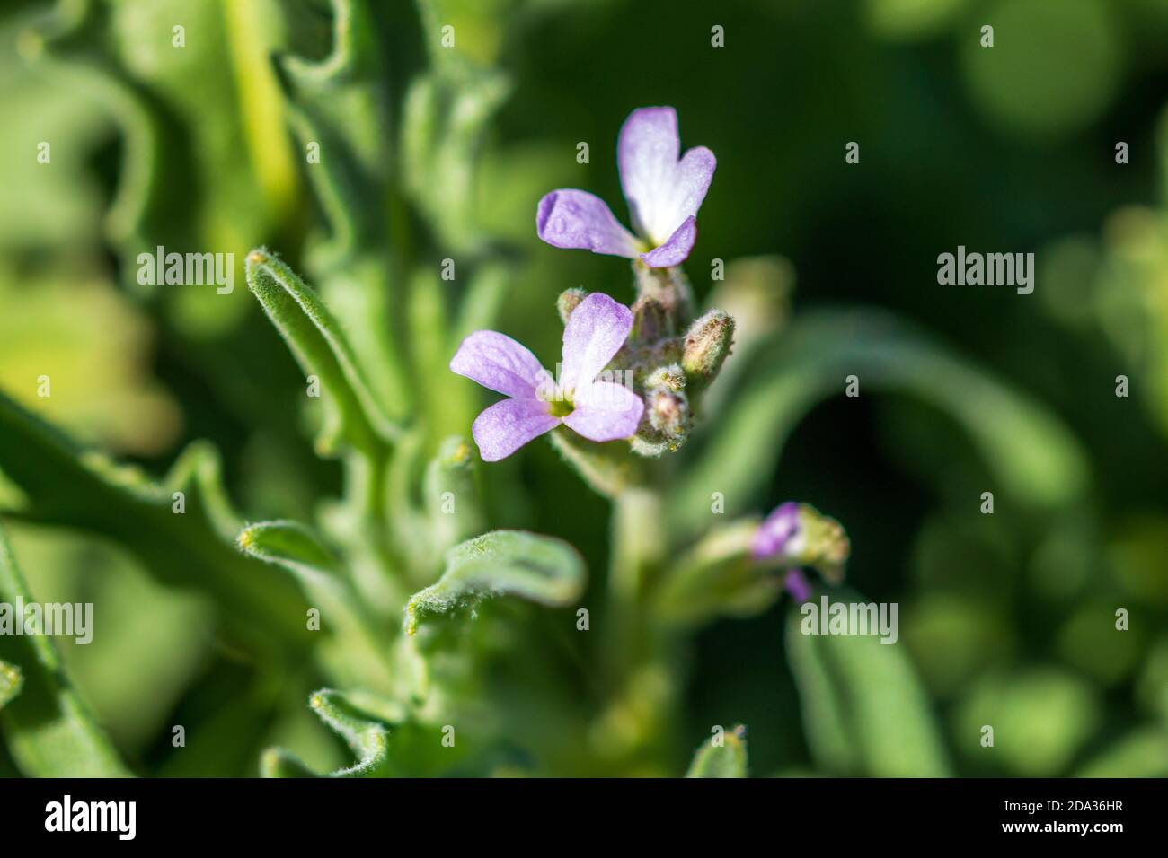 Matthiola sp hi-res stock photography and images - Alamy