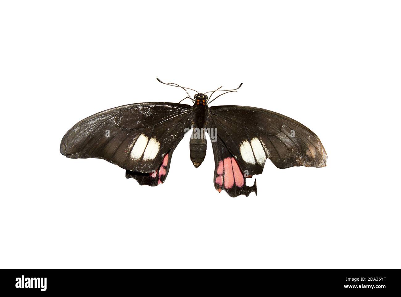 Closeup shot of a black moth with broken wing isolated on white ...