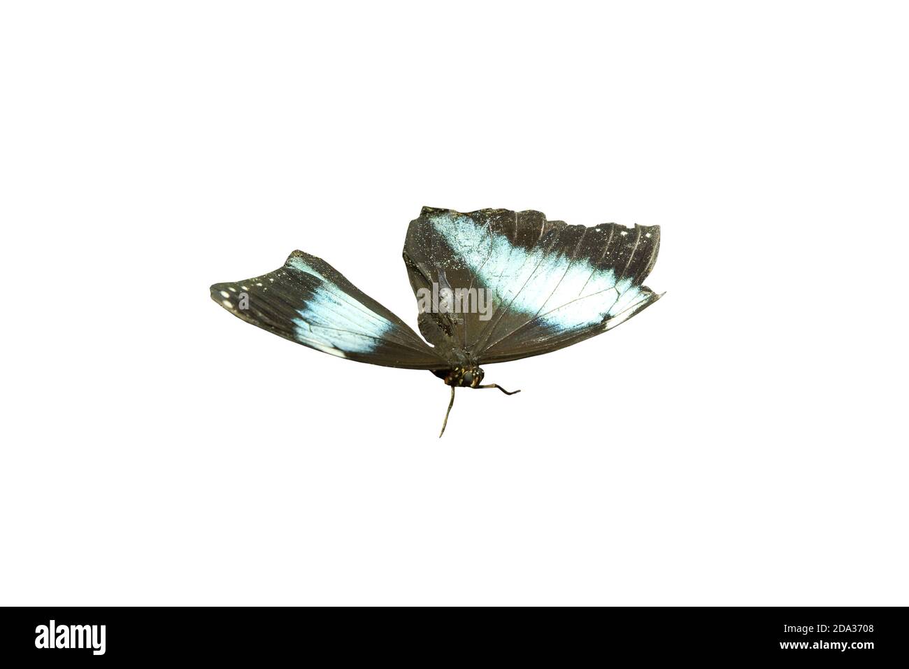 Closeup shot of a black butterfly isolated on a white background Stock ...