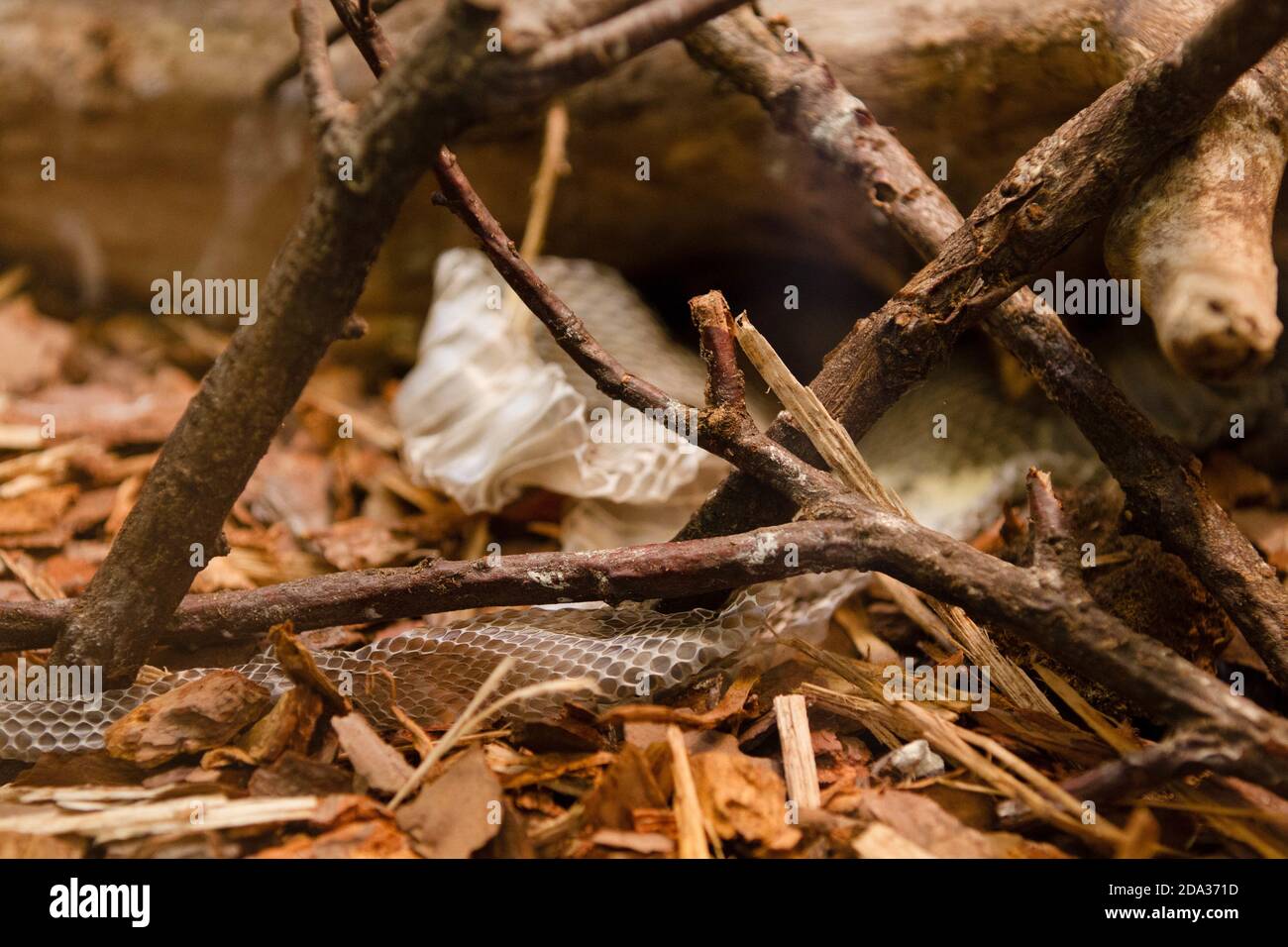 Closeup shot of a snake shedding skin on the dried grass and twigs ...