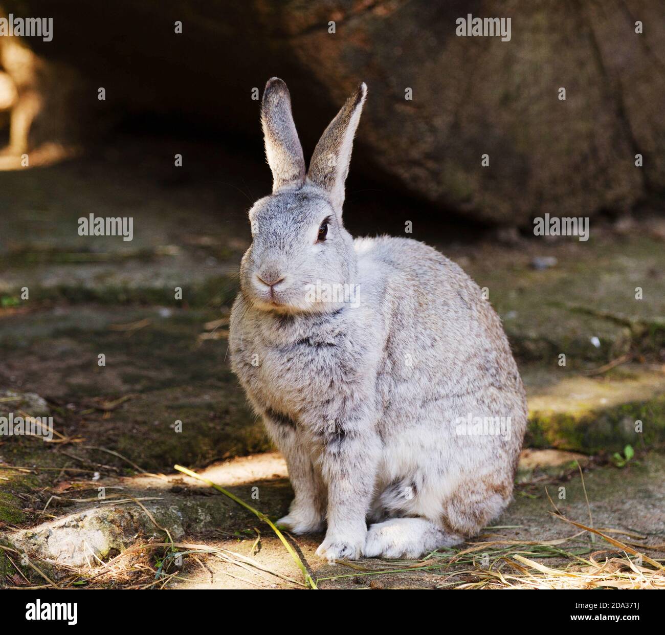 Closeup of a cute bunny sitting on the ground in the zoo Stock Photo ...