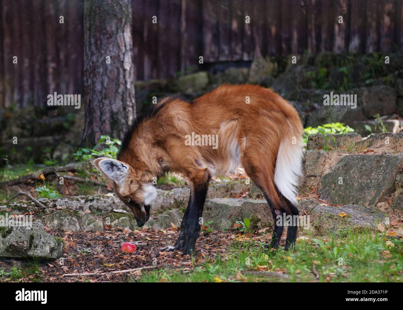 Closeup of a maned wolf in a nature reserve Stock Photo - Alamy