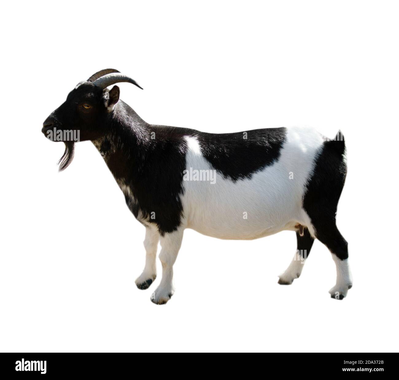 Closeup of a miniature black and white goat isolated on white ...