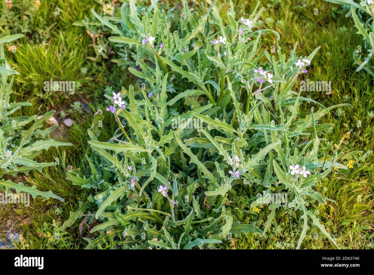 Matthiola parviflora hi-res stock photography and images - Alamy