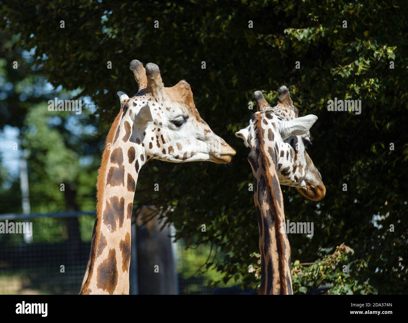 Closeup of two giraffe heads Stock Photo - Alamy