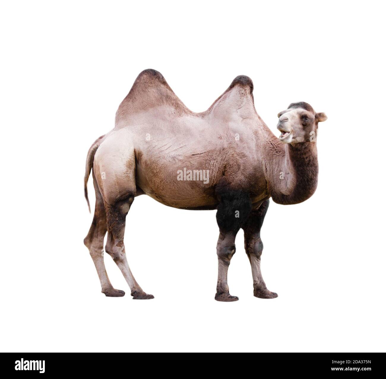 Isolated shot of Bactrian camel (Camelus bactrianus) on white ...