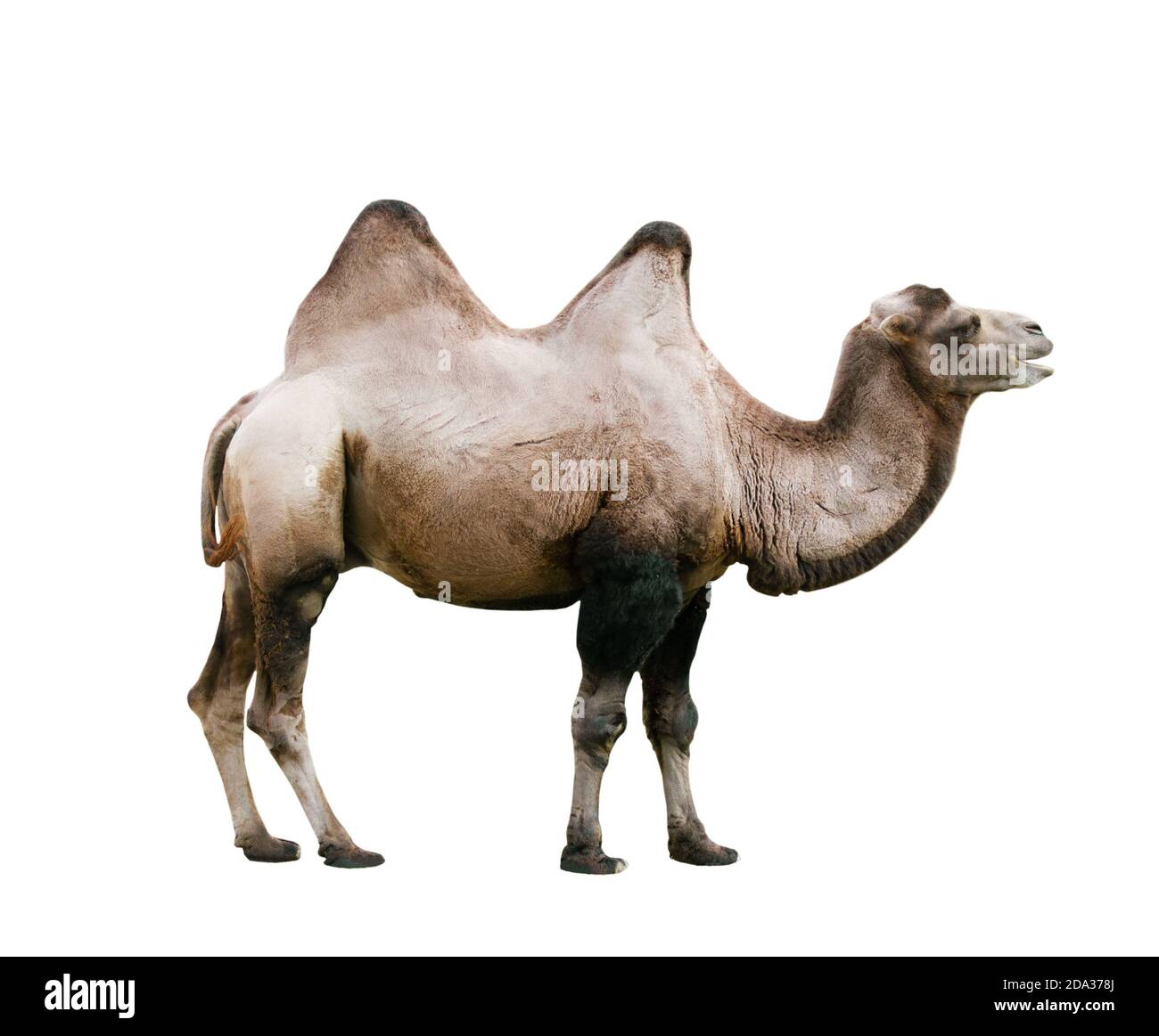 Closeup of a camel with two humps, isolated on white background Stock ...