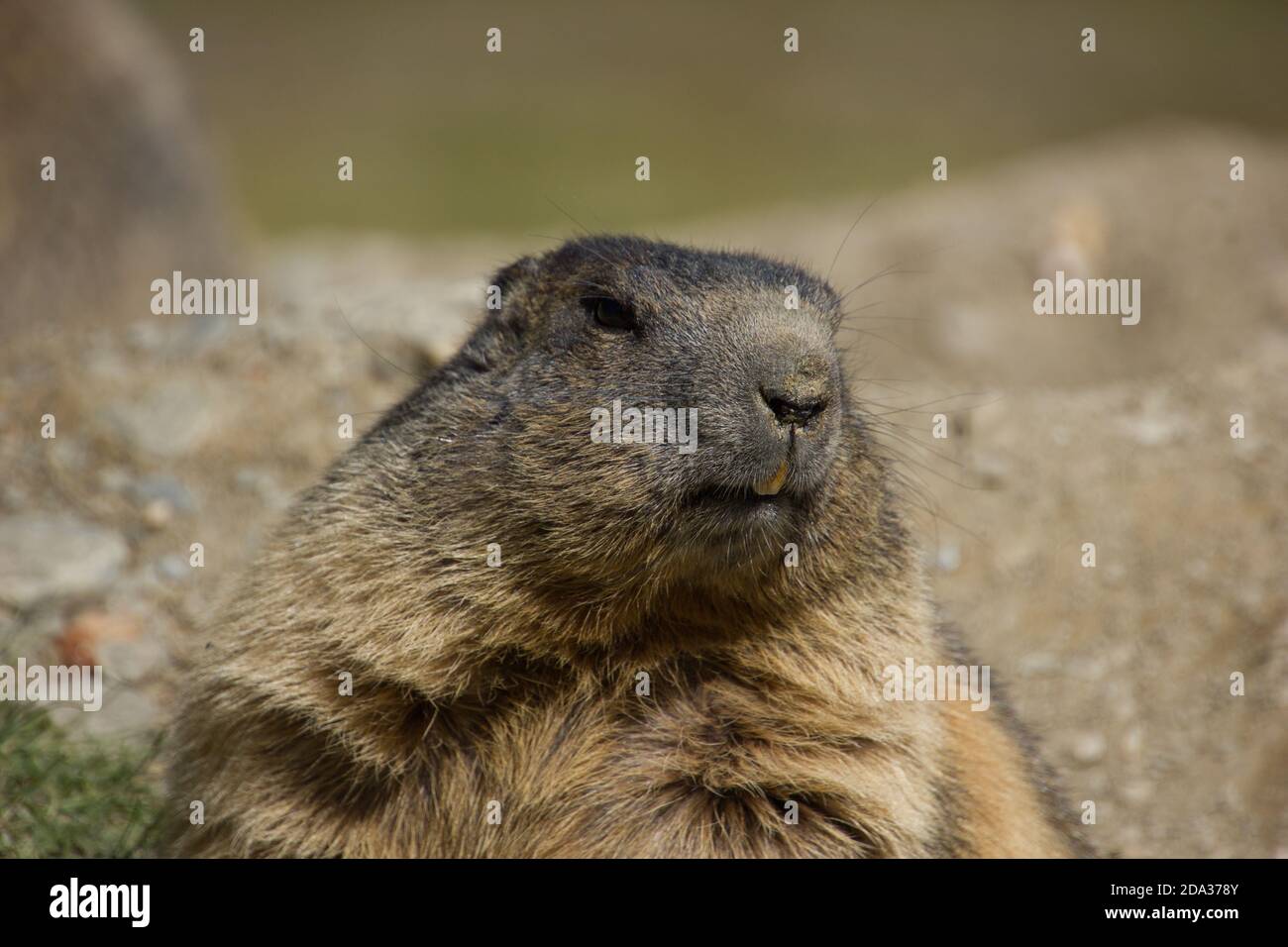 alpine marmot ready to hide in the lair to hibernate Stock Photo - Alamy