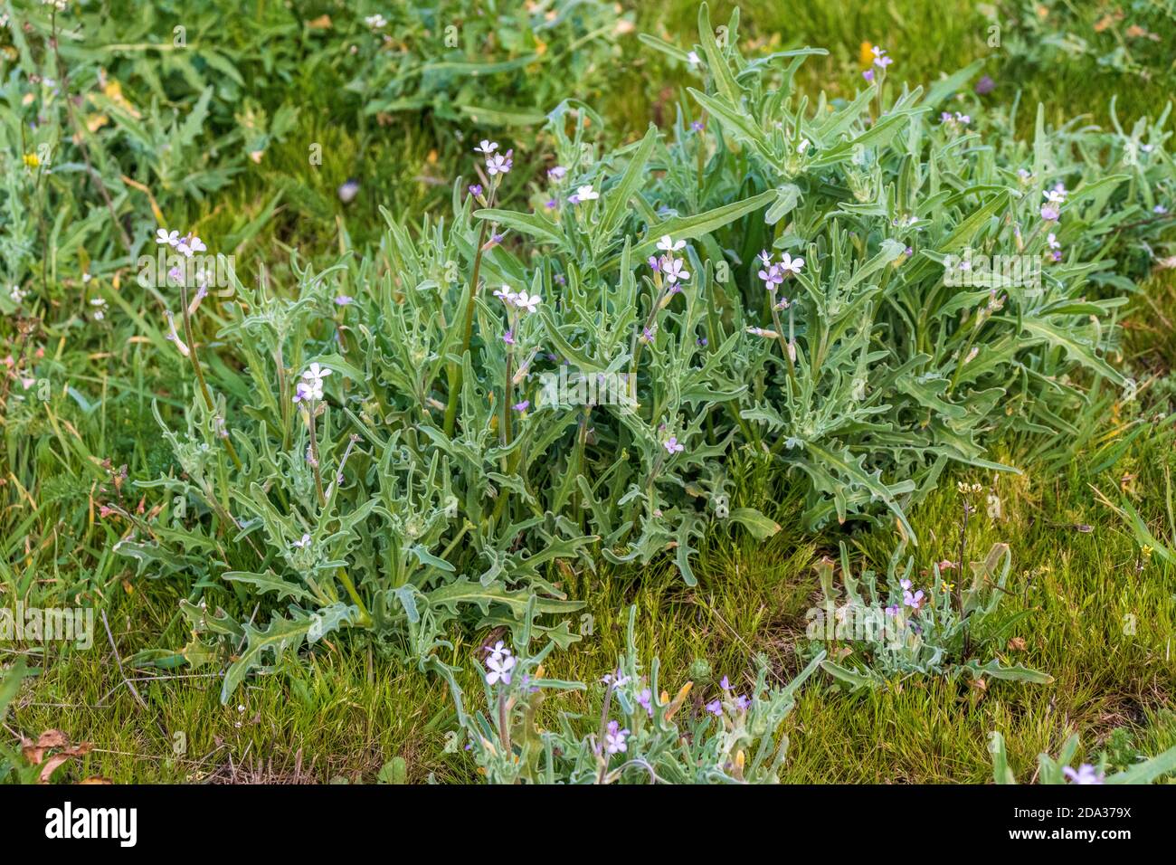 Matthiola parviflora, Light Blue Stock Flowers Stock Photo - Alamy