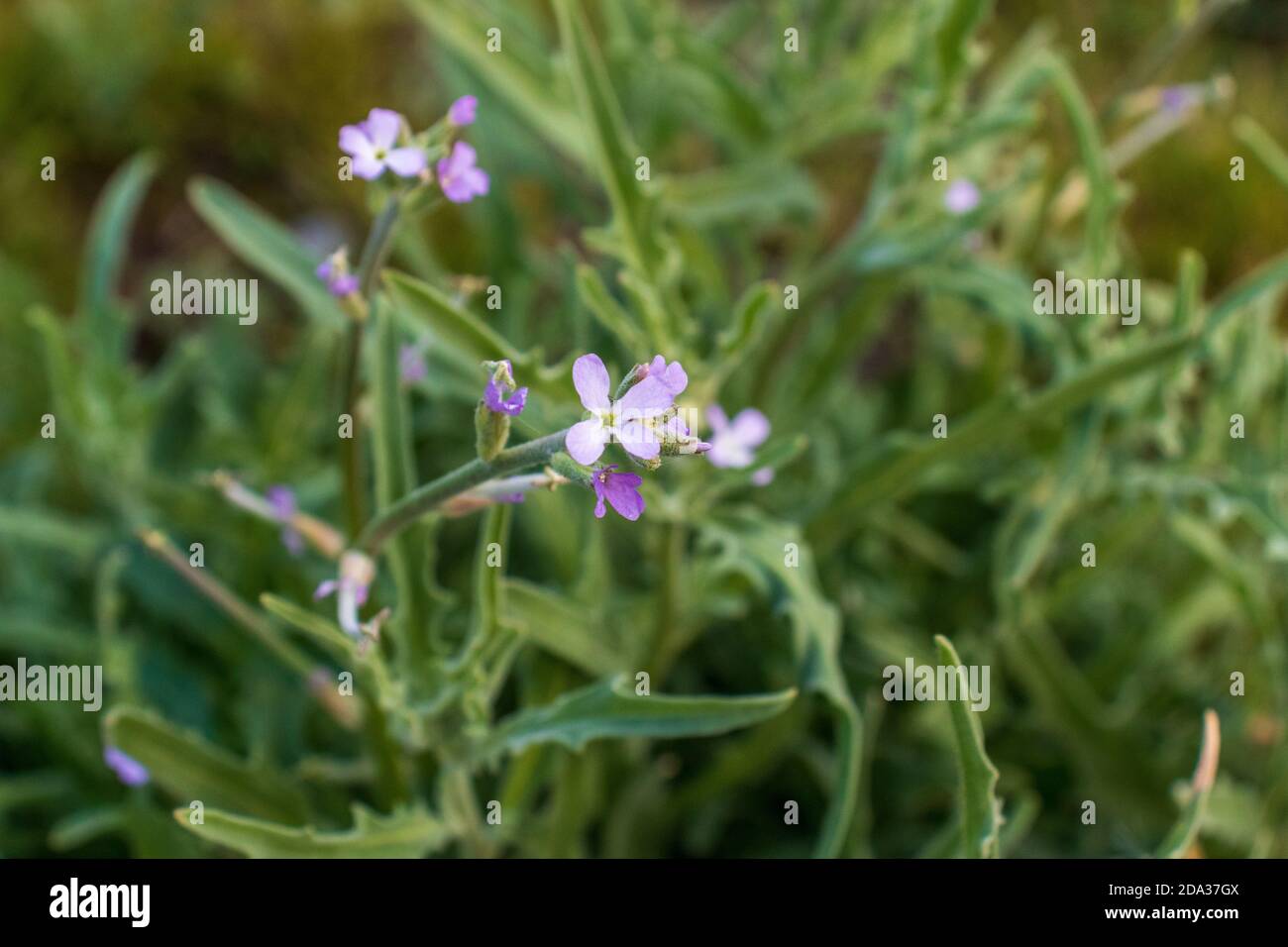 Matthiola parviflora, Light Blue Stock Flowers Stock Photo - Alamy