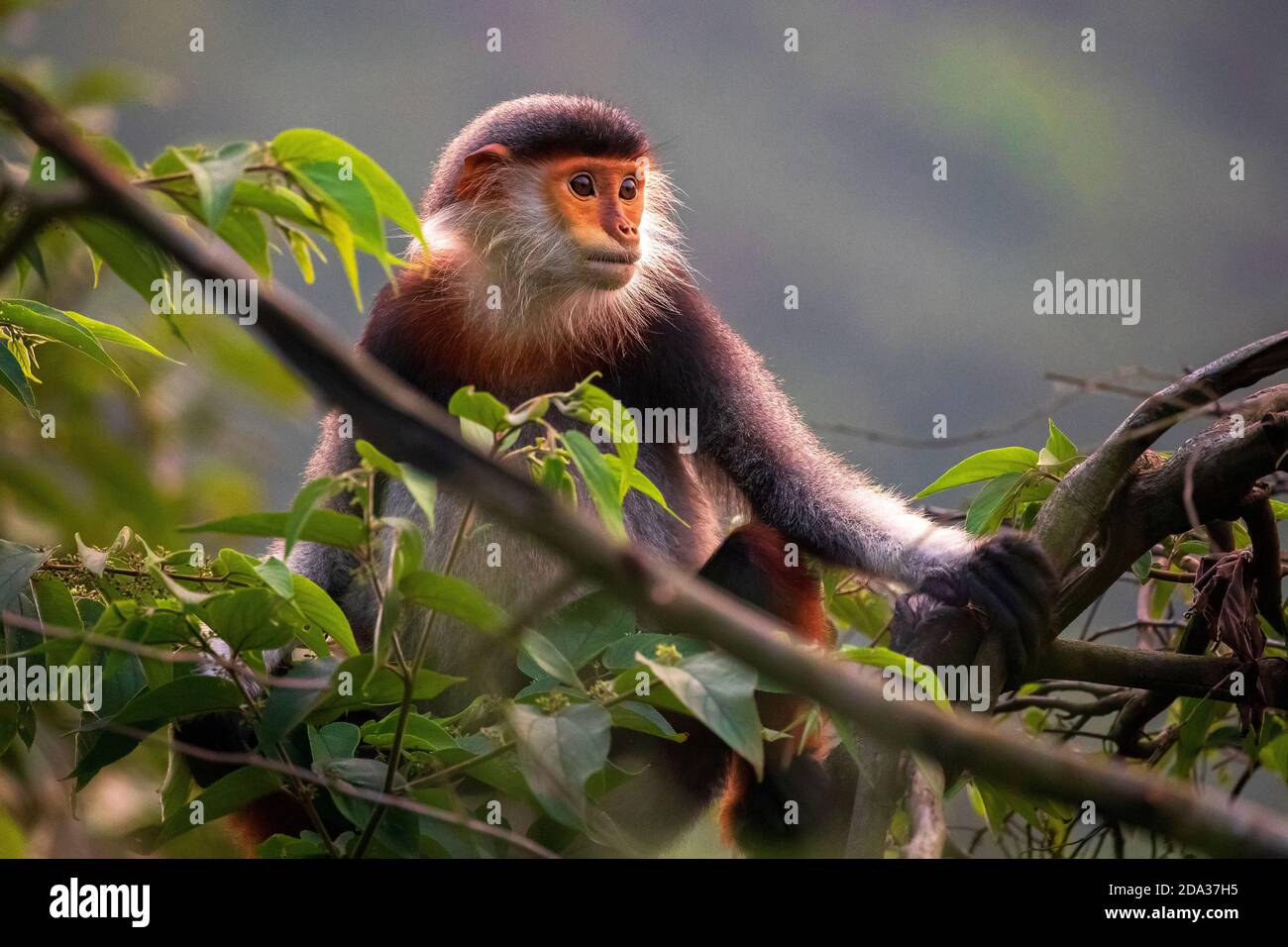 Pygathrix nemaeus hi-res stock photography and images - Alamy