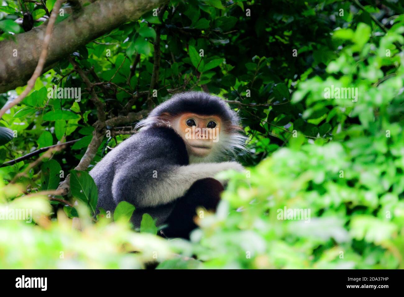 Pygathrix nemaeus in red list hi-res stock photography and images - Alamy