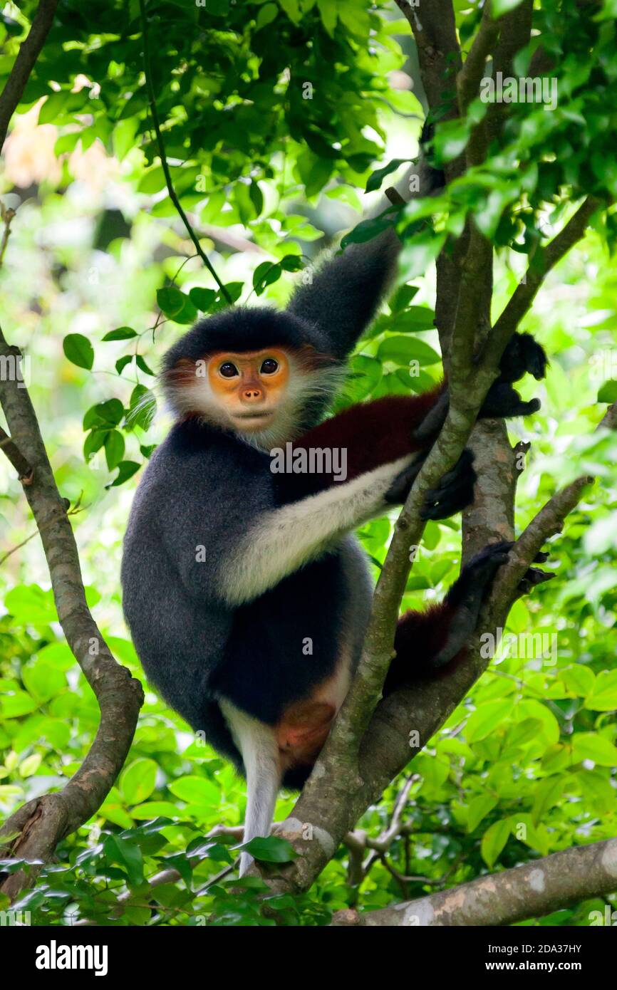 Pygathrix Nemaeus In Red List High Resolution Stock Photography and ...