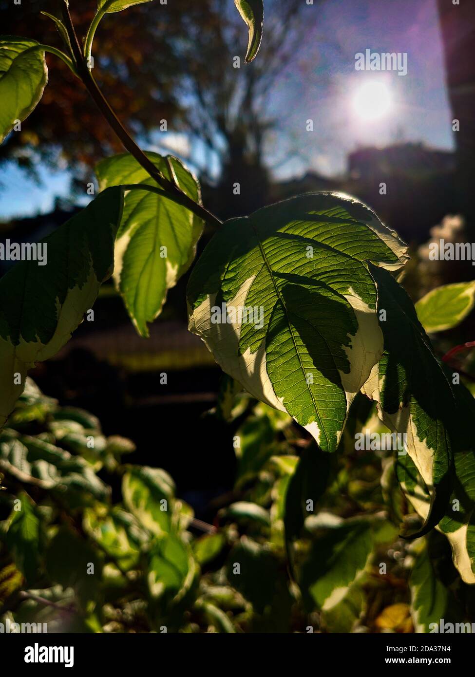 Vertical closeup of leaves of plants captured during autumn Stock Photo ...