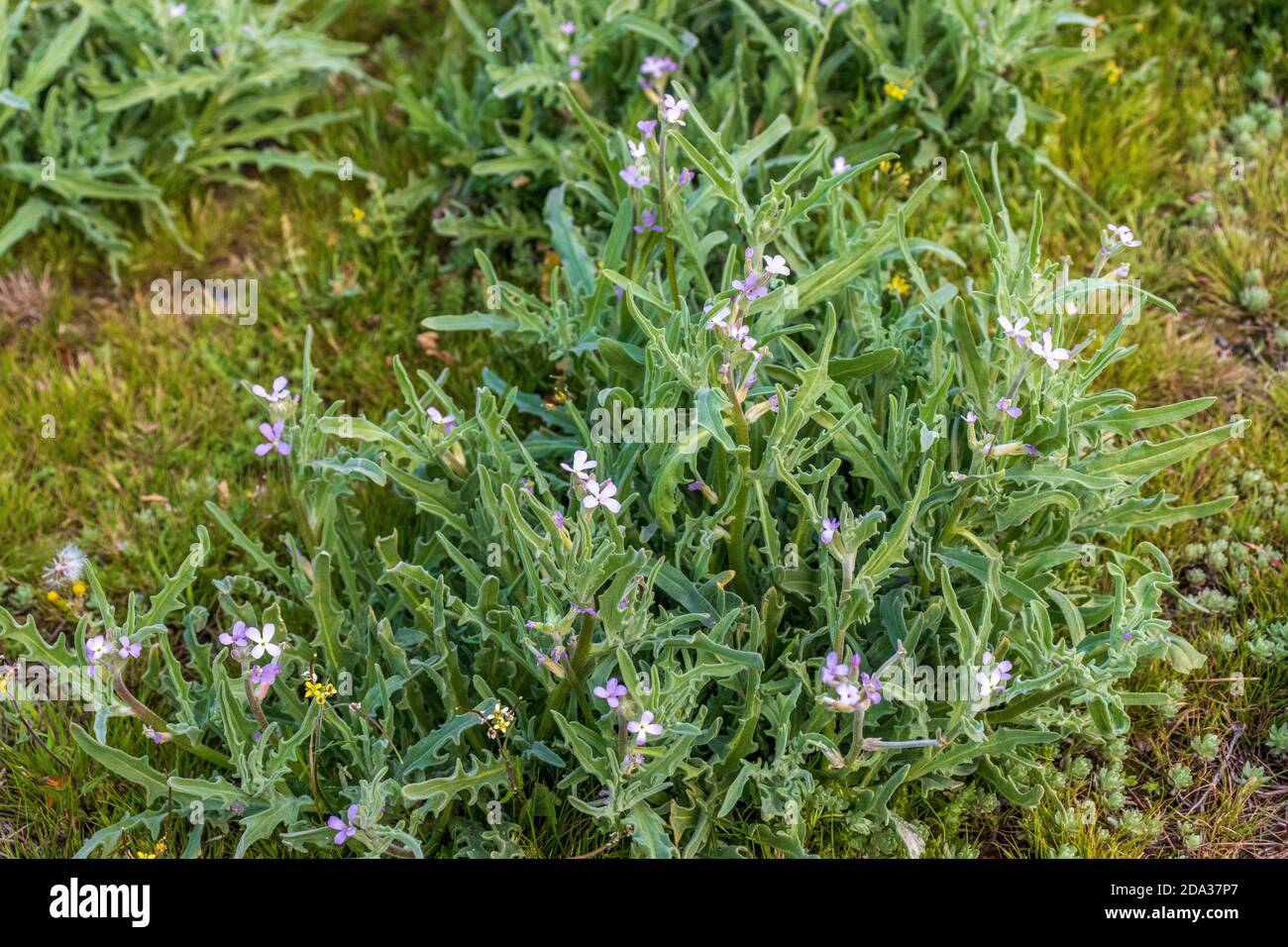 Matthiola parviflora hi-res stock photography and images - Alamy