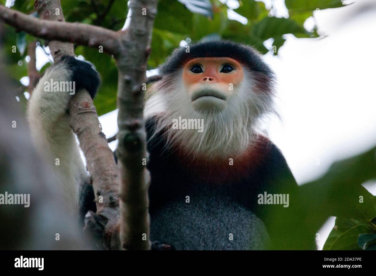 Pygathrix nemaeus in red list hi-res stock photography and images - Alamy