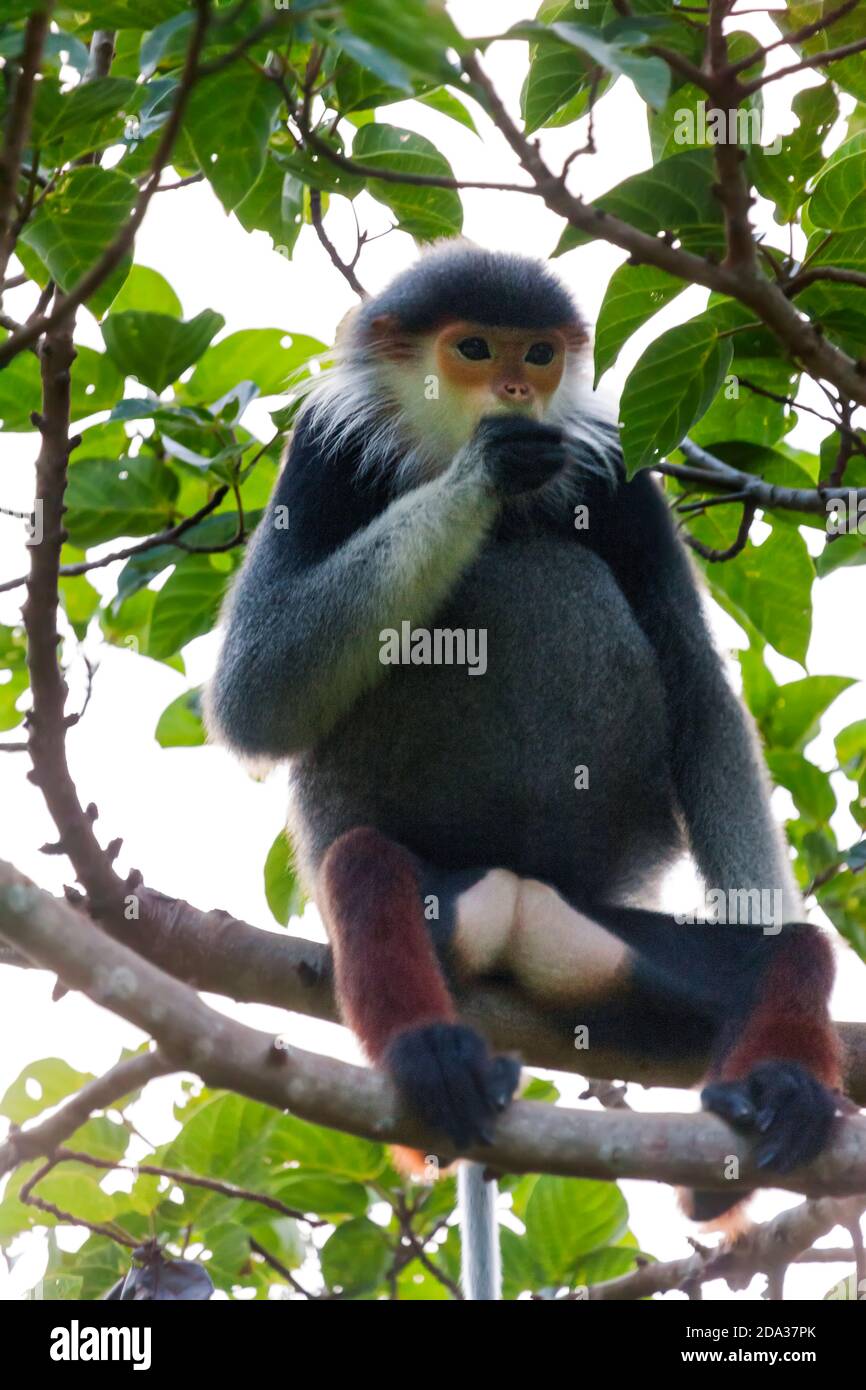 Pygathrix nemaeus in da nang hi-res stock photography and images - Alamy