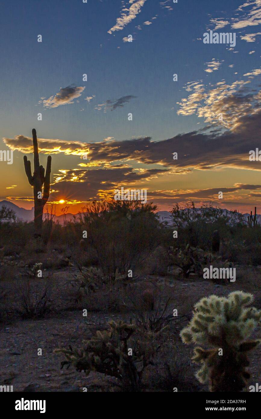 Sunset beyond the Saguaro in the desert Stock Photo - Alamy