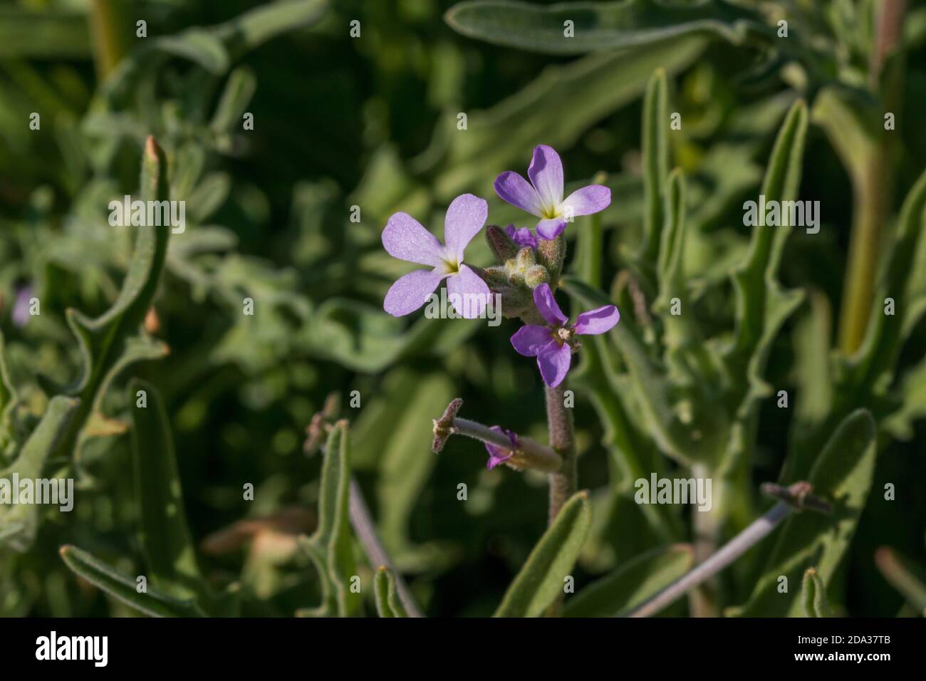Matthiola parviflora hi-res stock photography and images - Alamy