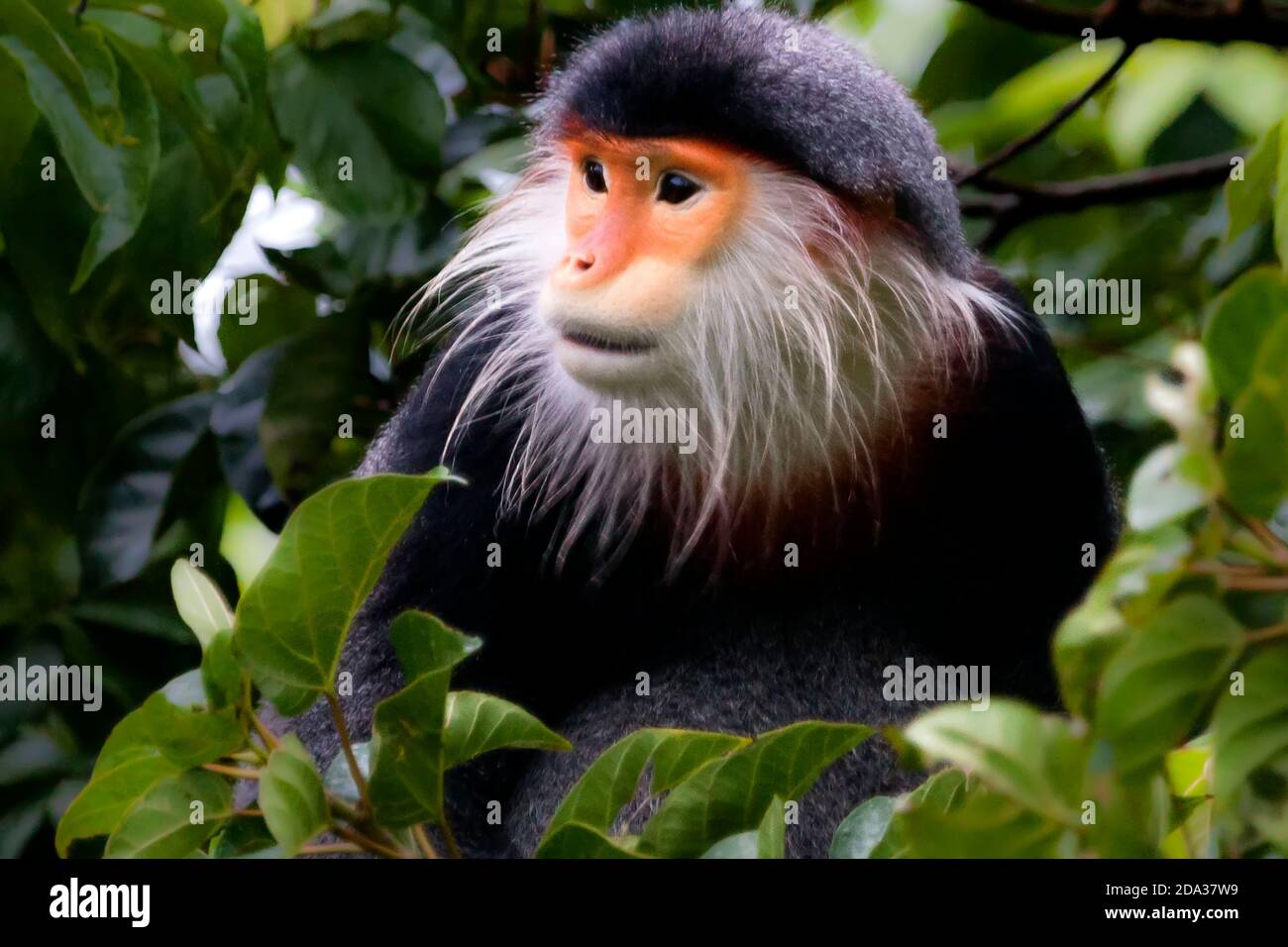 Pygathrix Nemaeus In Red List High Resolution Stock Photography and ...