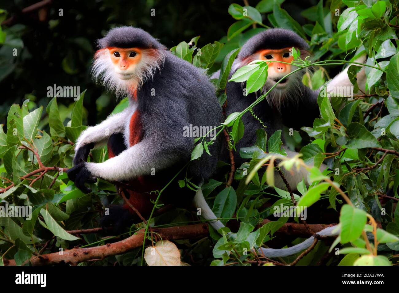 Pygathrix Nemaeus In Red List High Resolution Stock Photography and ...