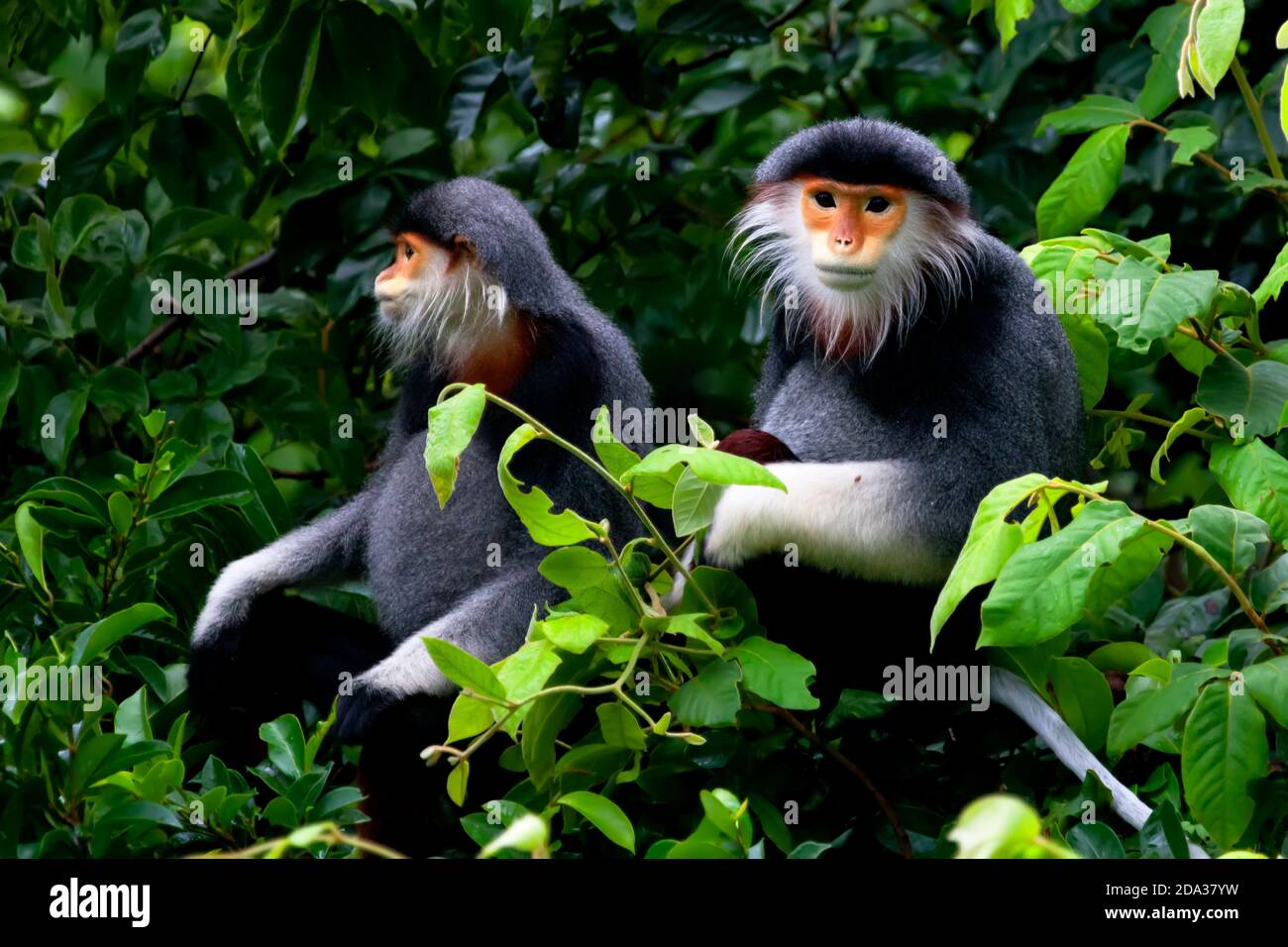 Pygathrix Nemaeus In Red List High Resolution Stock Photography and ...