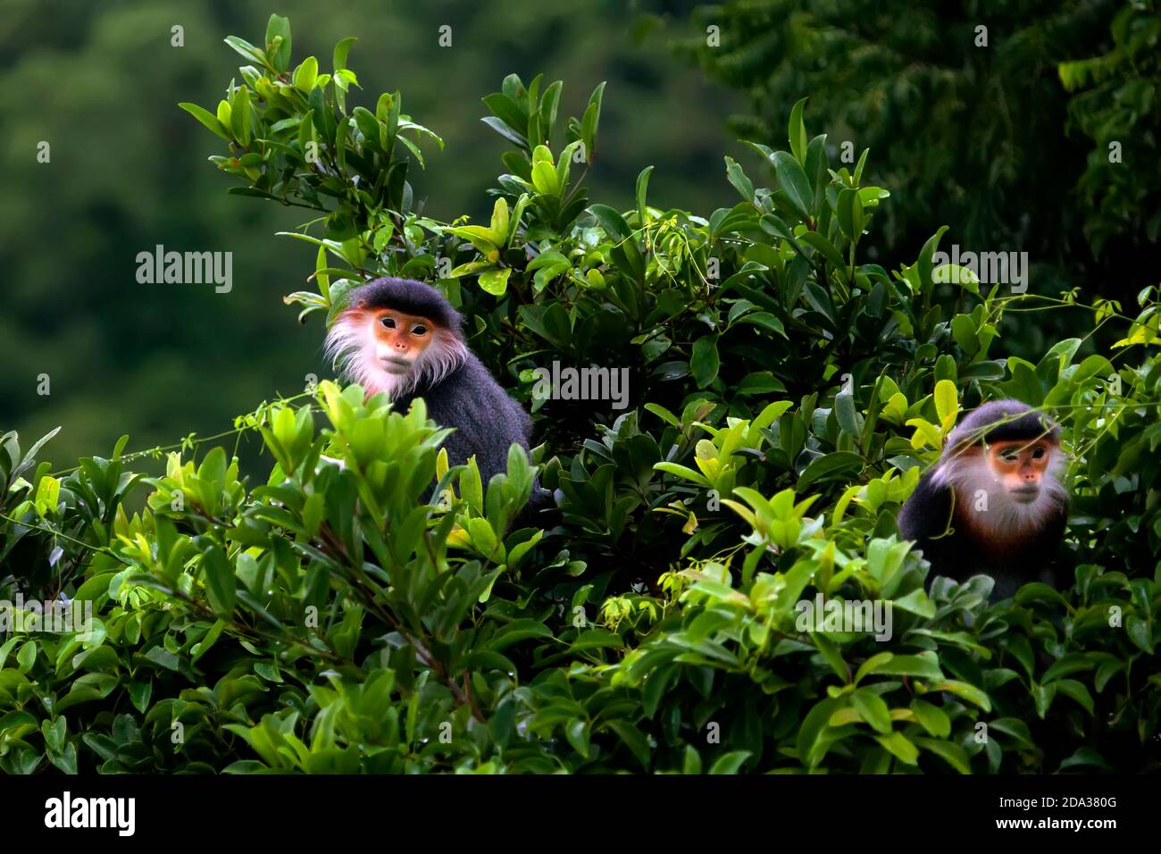 Pygathrix nemaeus in red list hi-res stock photography and images - Alamy