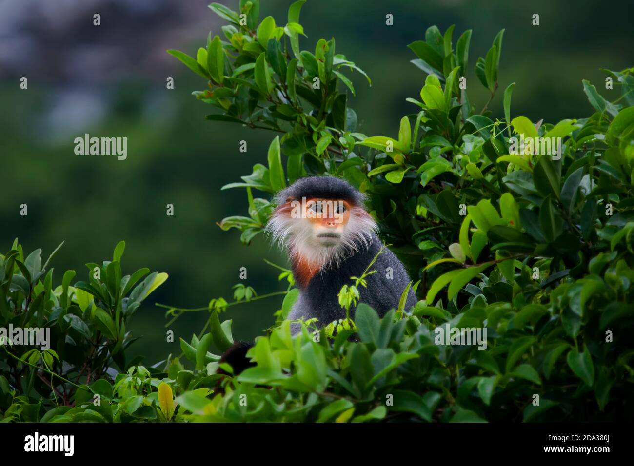 Pygathrix Nemaeus In Red List High Resolution Stock Photography and ...