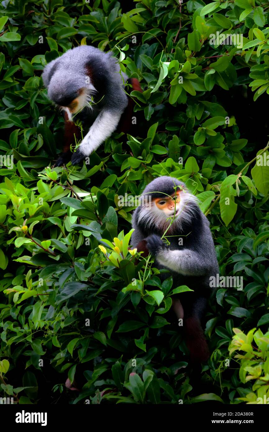 Pygathrix nemaeus in red list hi-res stock photography and images - Alamy