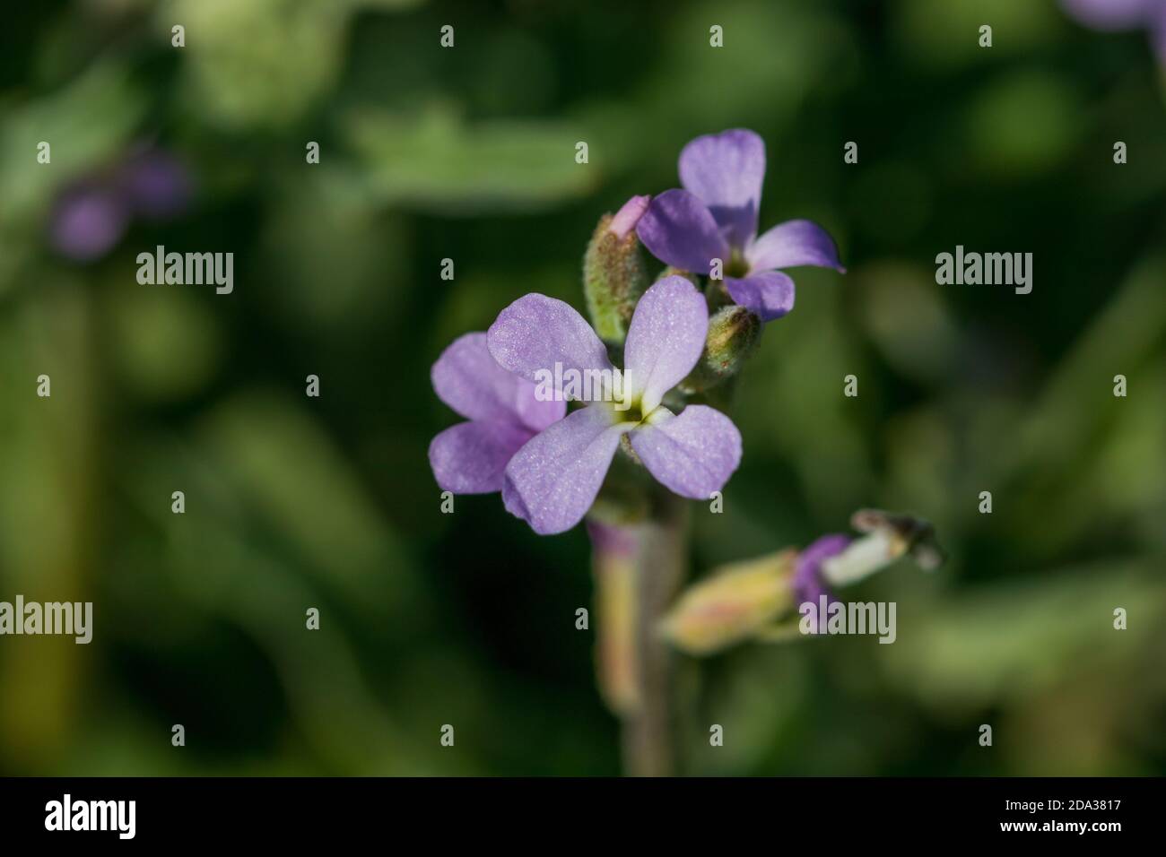 Matthiola parviflora hi-res stock photography and images - Alamy